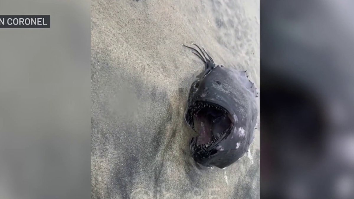 Rare deep sea fish found on Carlsbad beach – NBC Los Angeles