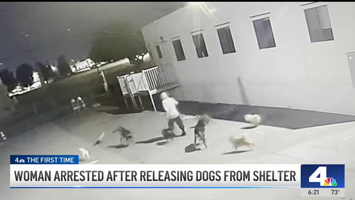 Woman arrested after releasing dogs from San Bernardino shelter – NBC ...