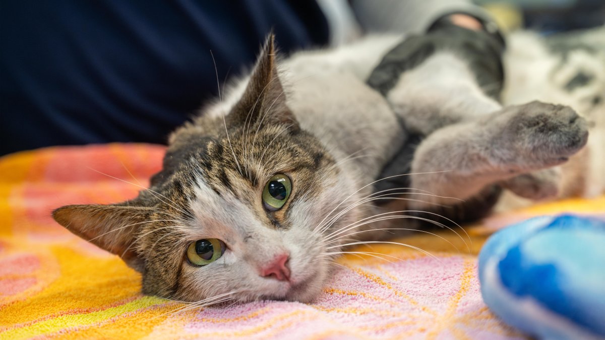 Cat rescued from Eaton Fire reunited with family thanks to Pasadena ...