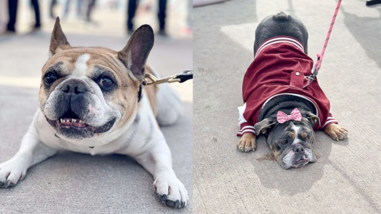 Sassy sweethearts won hearts at the 2025 Bulldog Beauty Contest – NBC ...