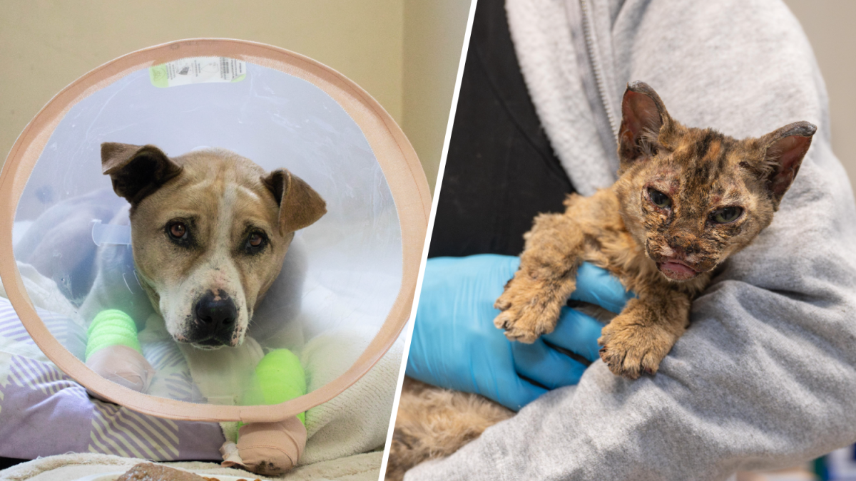 LA’s unseen heroes: animal shelters and rescues share updates after the ...