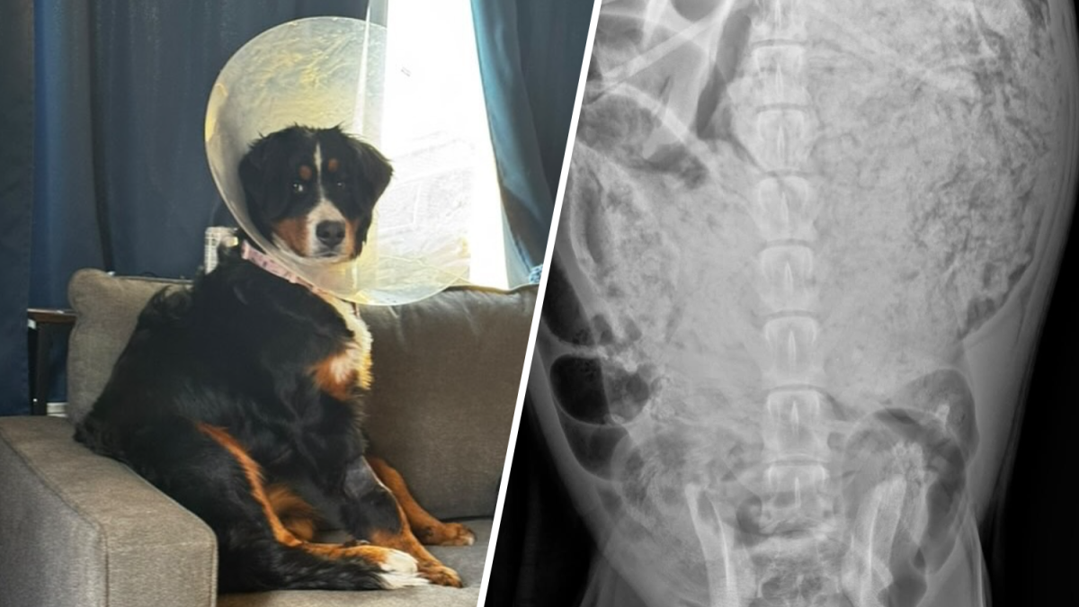 Dog has surgery after eating 40+ foreign objects – NBC Los Angeles