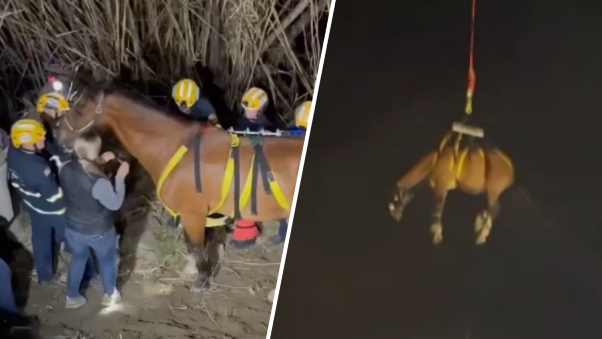 OC firefighters airlift horse to safety after it falls down a ravine ...