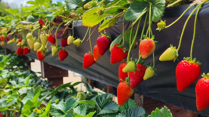 Strawberry Season is officially sprouting at Tanaka Farms – NBC Los Angeles