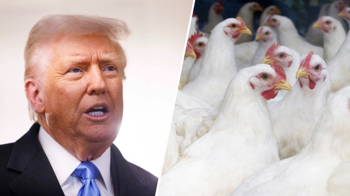 Trump’s drive to reshape government threatens bird flu response – NBC ...