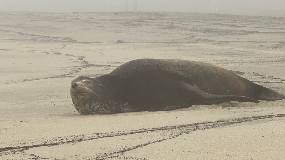 Unprecedented number of sick sea lions stranded on LA beaches – NBC Los ...