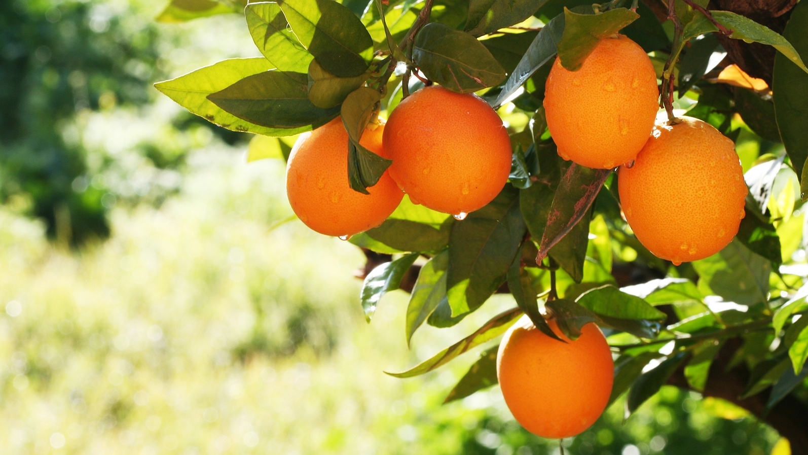 Pixie Season is tartly and tastily abloom at Ojai Valley Inn – NBC Los ...