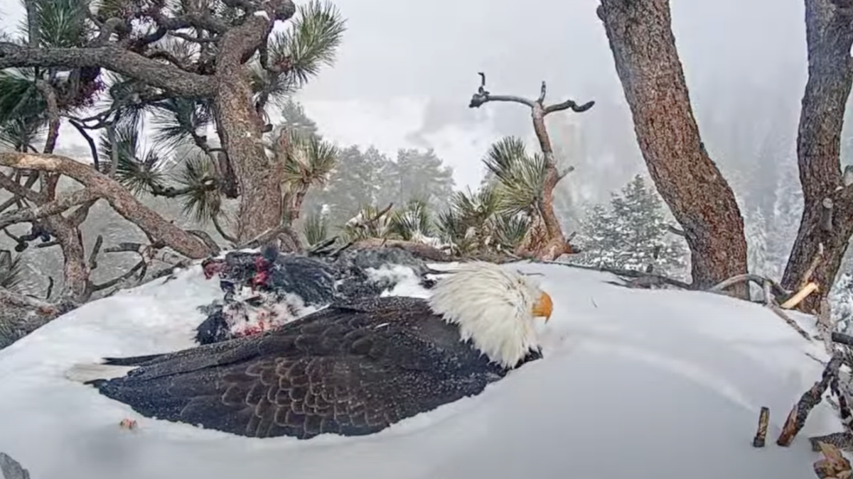 ‘Do not assume’ eagle experts say about missing third eaglet – NBC Los ...