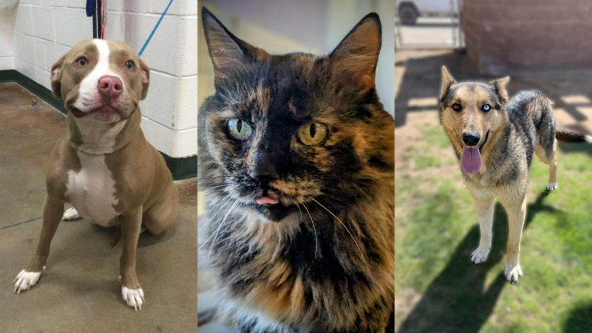 Riverside County waives pet adoption fees. See where – NBC Los Angeles