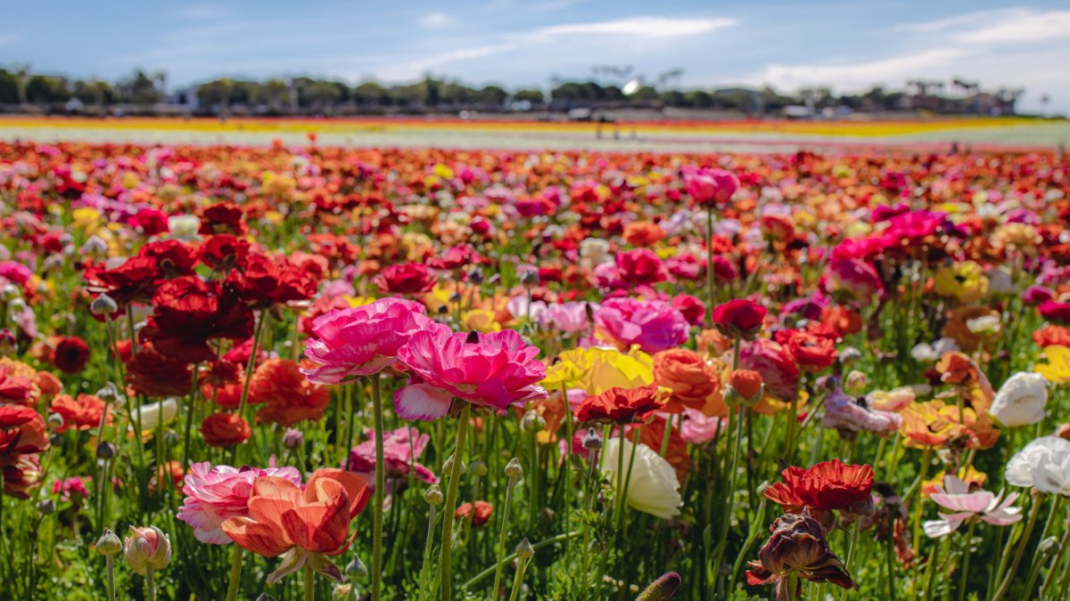 A kaleidoscope of events up the joy at The Flower Fields – NBC Los Angeles