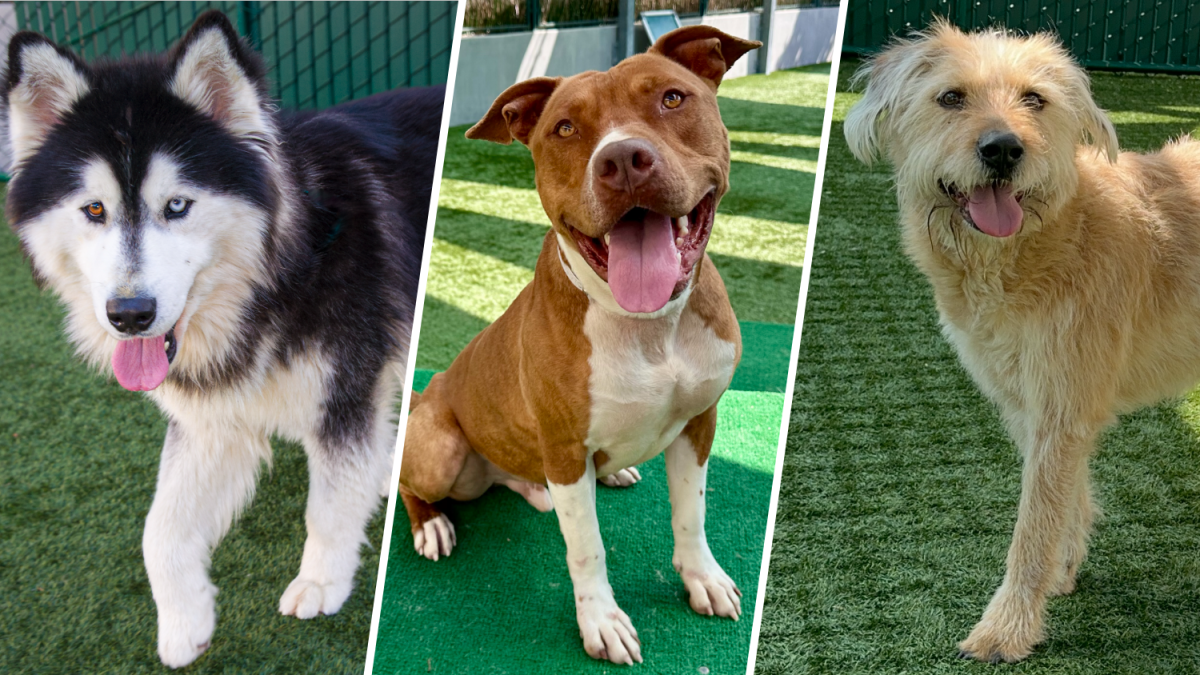 Pasadena Humane waives adoption fees following wildfires – NBC Los Angeles