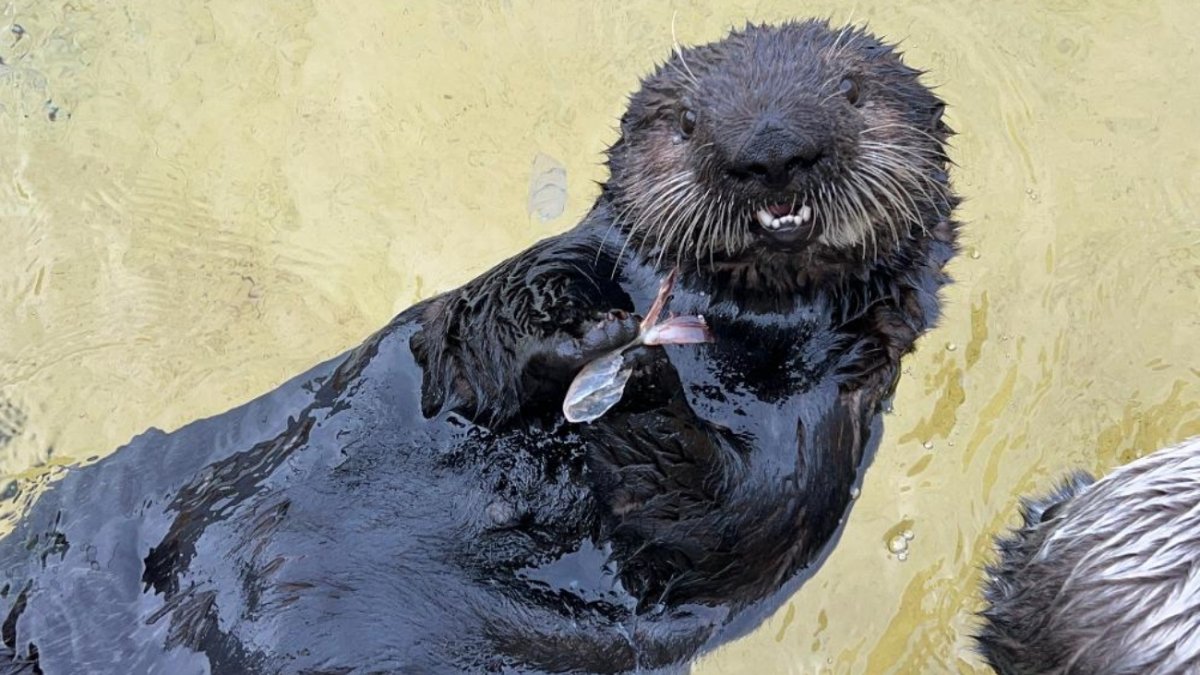 You otter help Monterey Bay Aquarium name this adorable new resident ...
