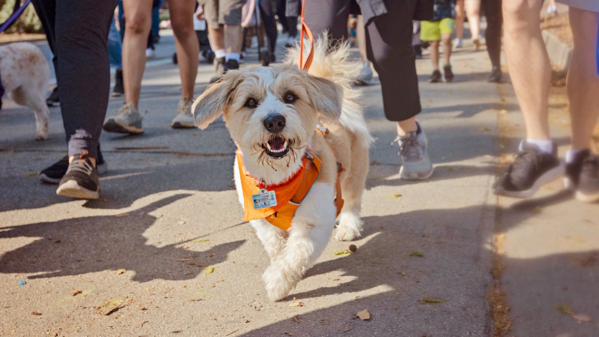 Join the Wiggle Waggle Walk and help Pasadena Humane – NBC Los Angeles