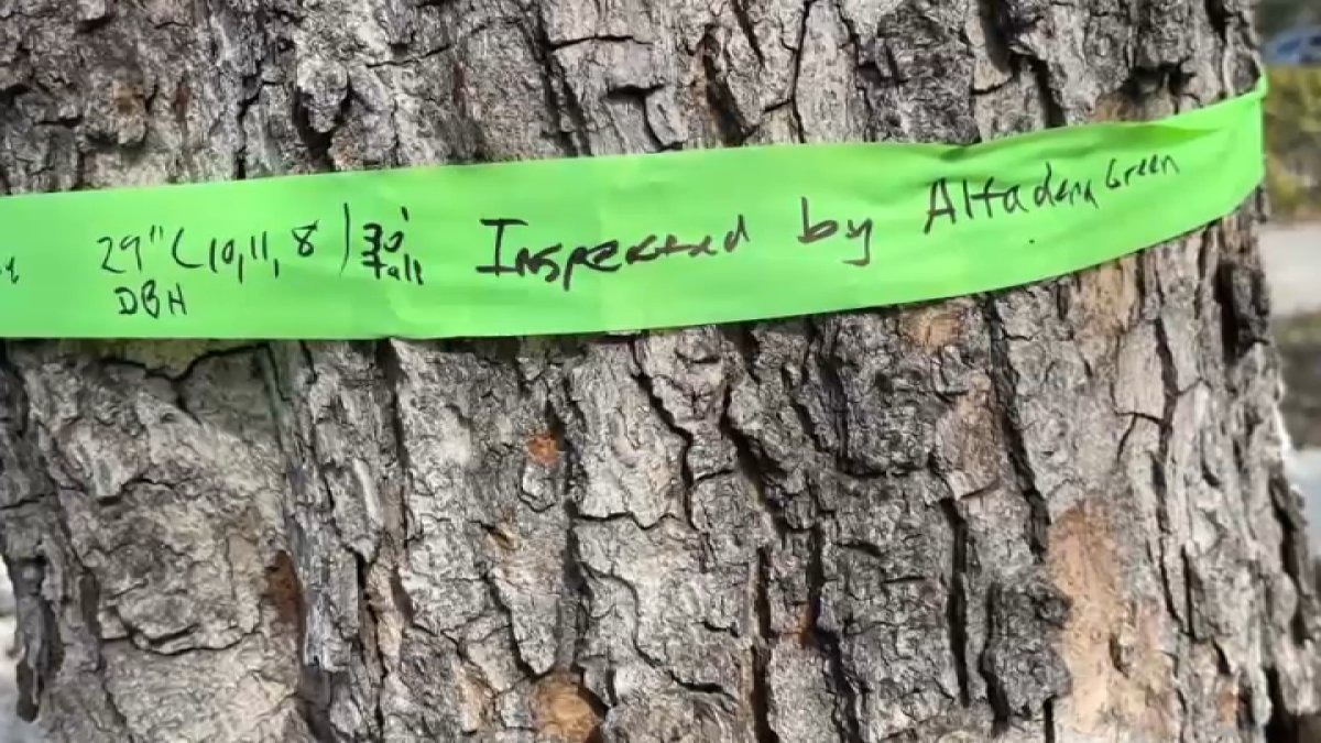 Army Corps Of Engineers expands tree marking system in Altadena – NBC ...