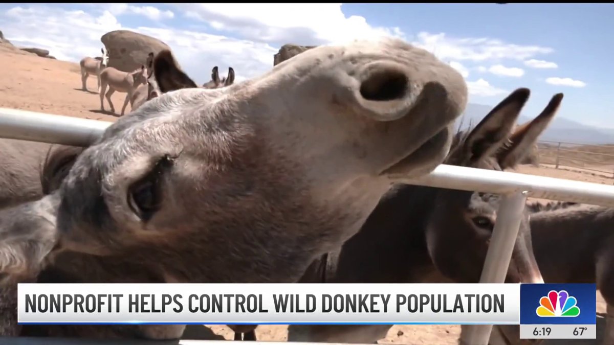 Effort to control wild donkey population in San Bernardino County – NBC ...