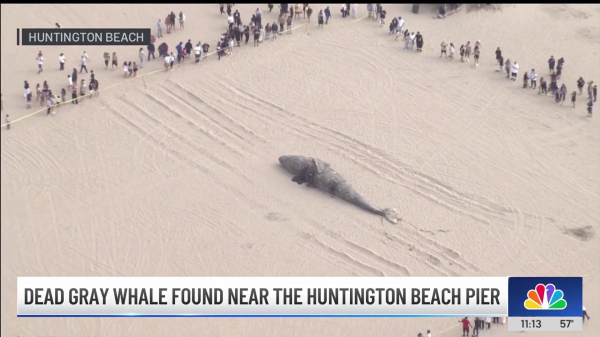 Dead gray whale found near Huntington Beach Pier – NBC Los Angeles