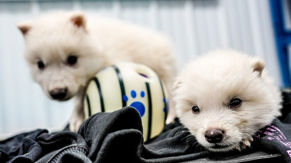 Once-extinct dire wolf brought back to life – NBC Los Angeles