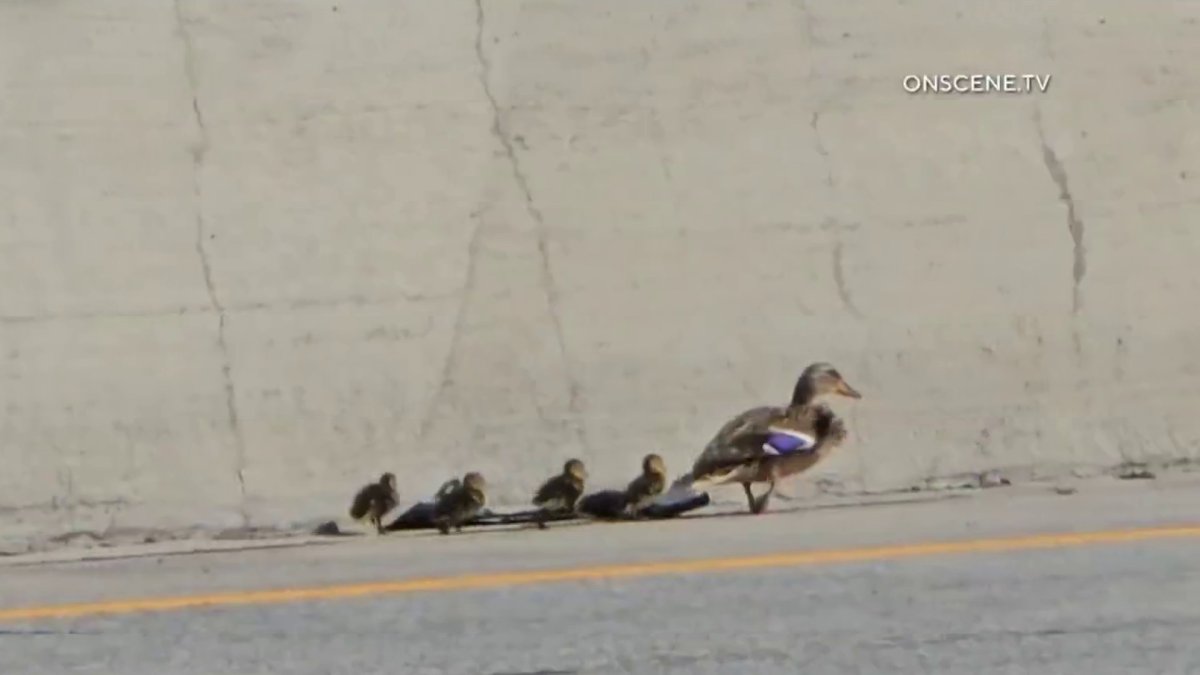 A duck family is rescued on the 91 Freeway in Riverside – NBC Los Angeles