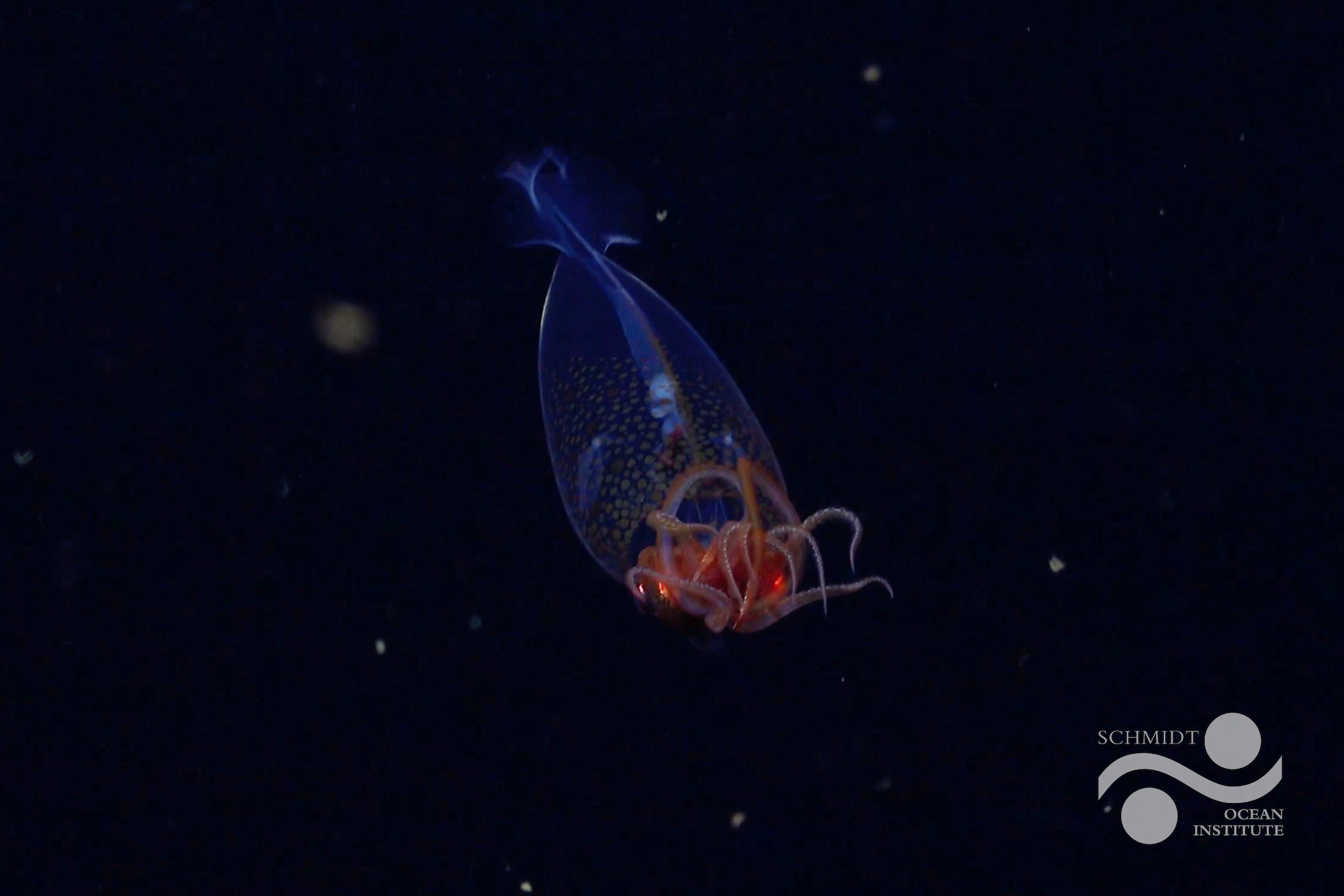 The colossal squid has been filmed alive for the first time – NBC Los ...