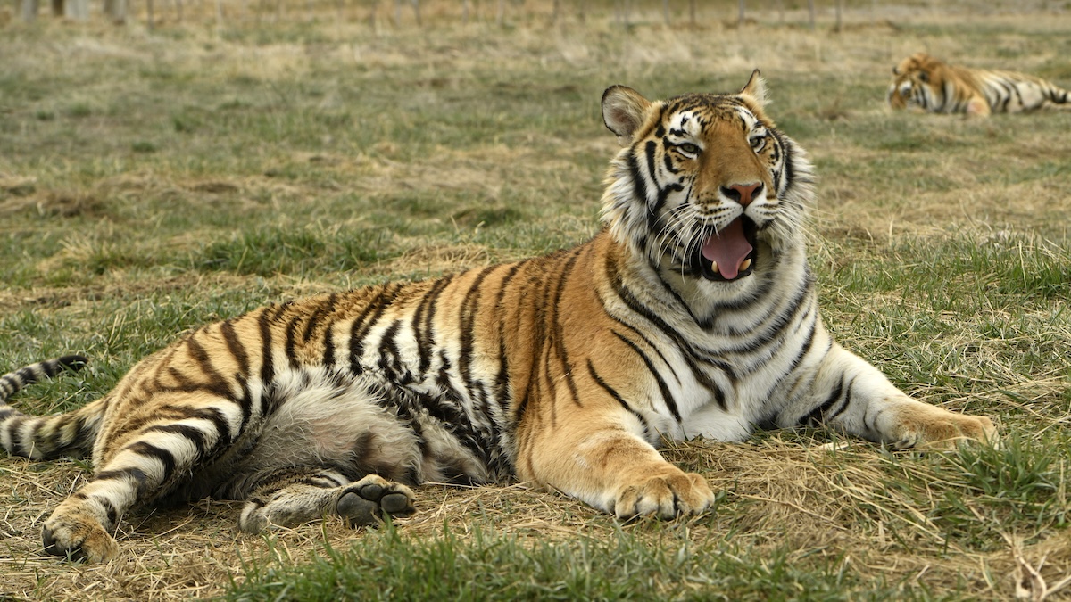 Man arrested after 7 ’emotional support’ tigers seized from home – NBC ...