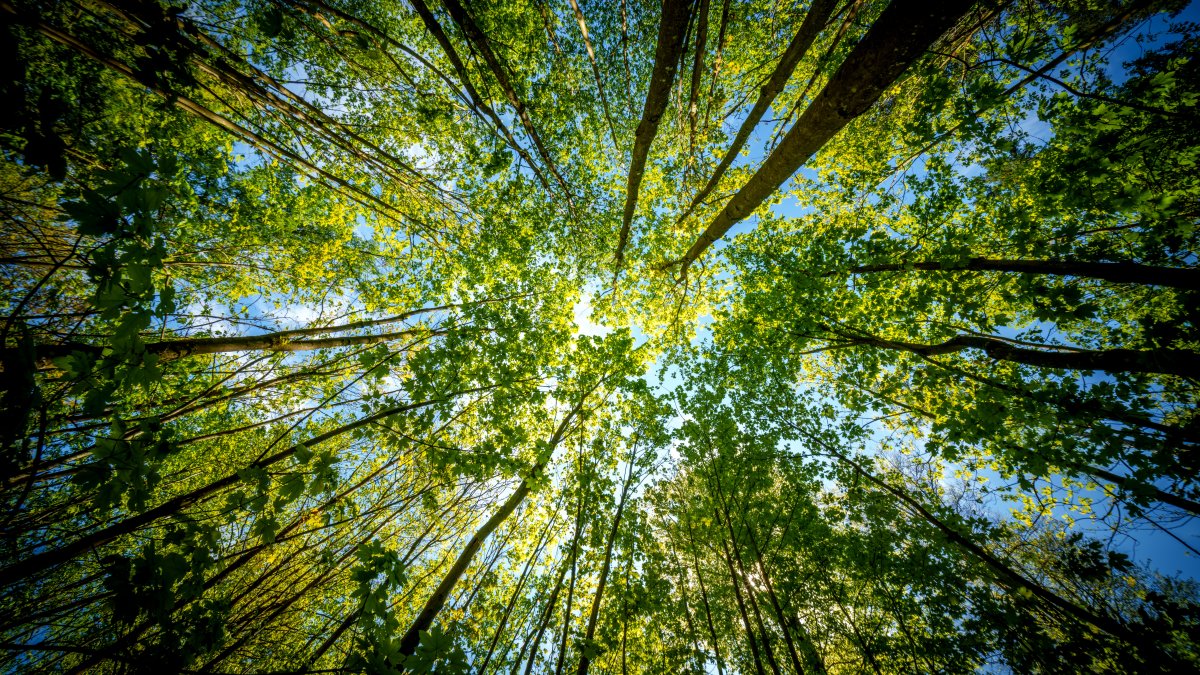 Popular Angeles National Forest trails to reopen after wildfires – NBC ...