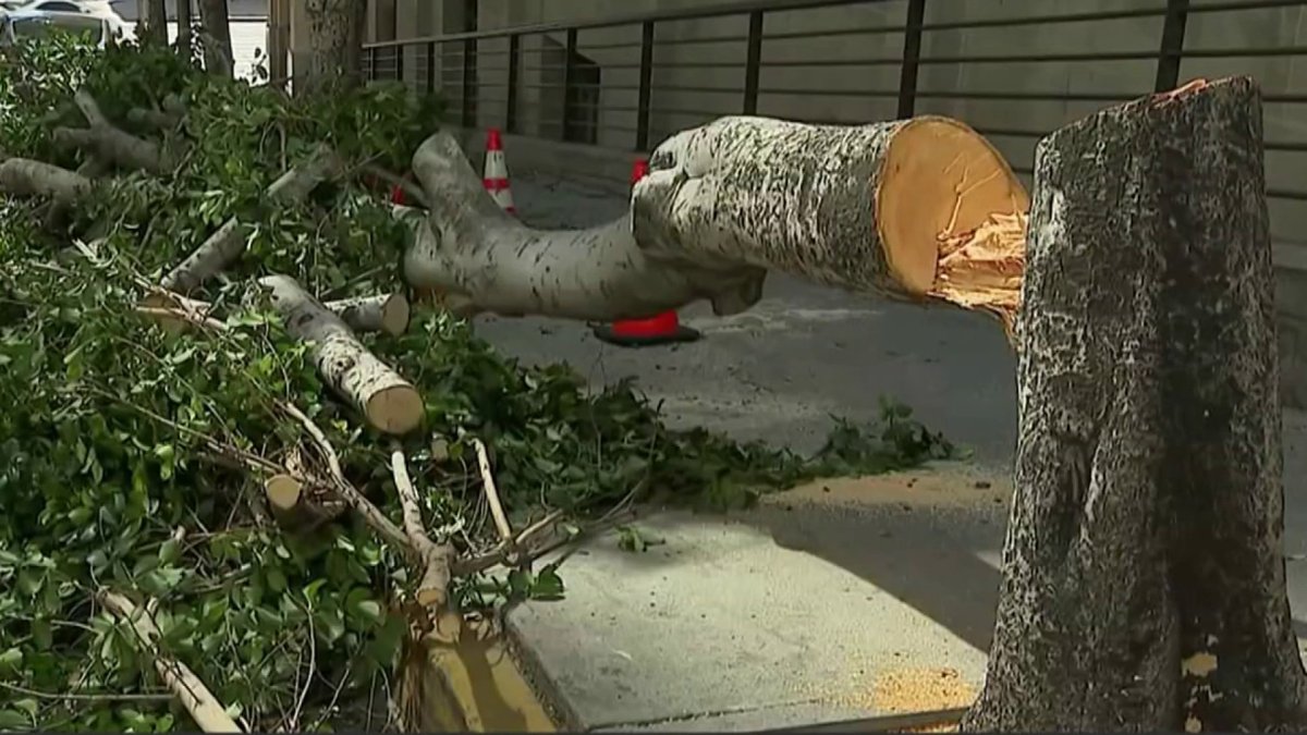 Man suspected of using electric chainsaw to cut down LA trees – NBC Los ...
