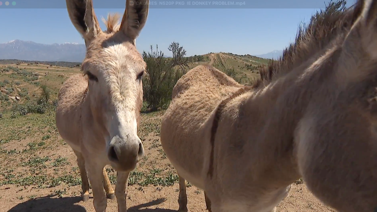 San Bernardino County and rescue partner to control wild donkey ...