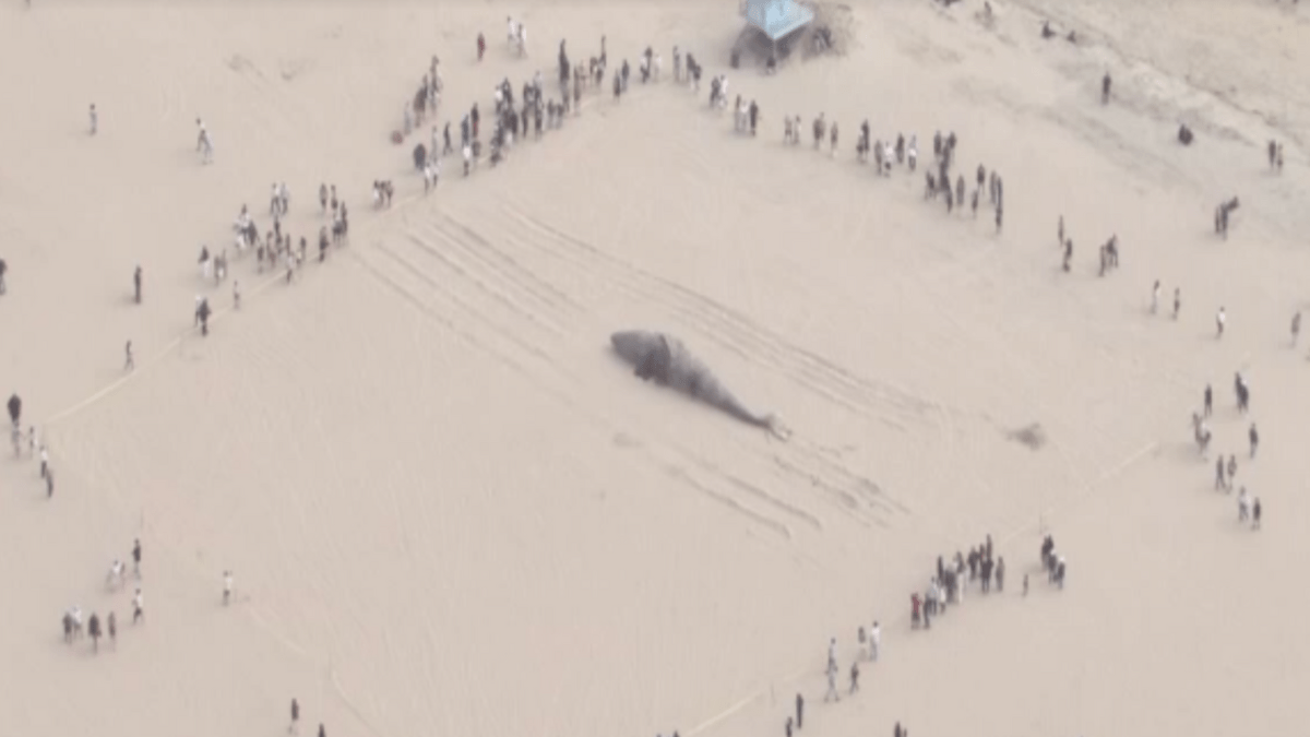 Dead gray whale washes up on shore in Huntington Beach – NBC Los Angeles