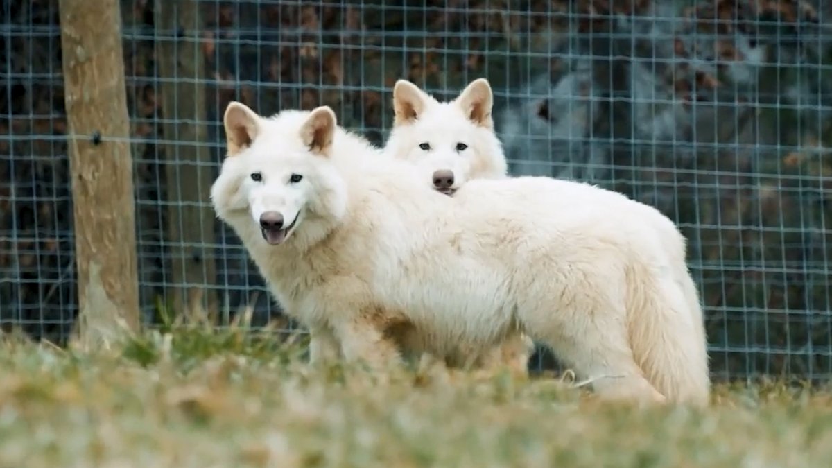 Long-extinct dire wolves brought back to life – NBC Los Angeles