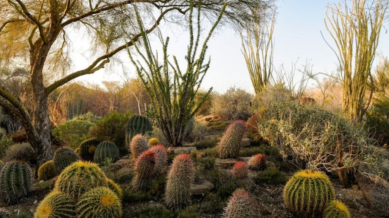 Desert plants are the dramatic guests of honor at a Palm Desert ...