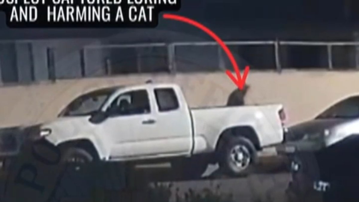 Santa Ana man accused of luring and killing cats faces charges – NBC ...