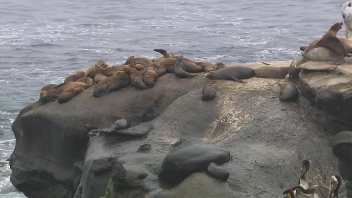 Toxic algae bloom sickening sea lions and other animals with no end in ...