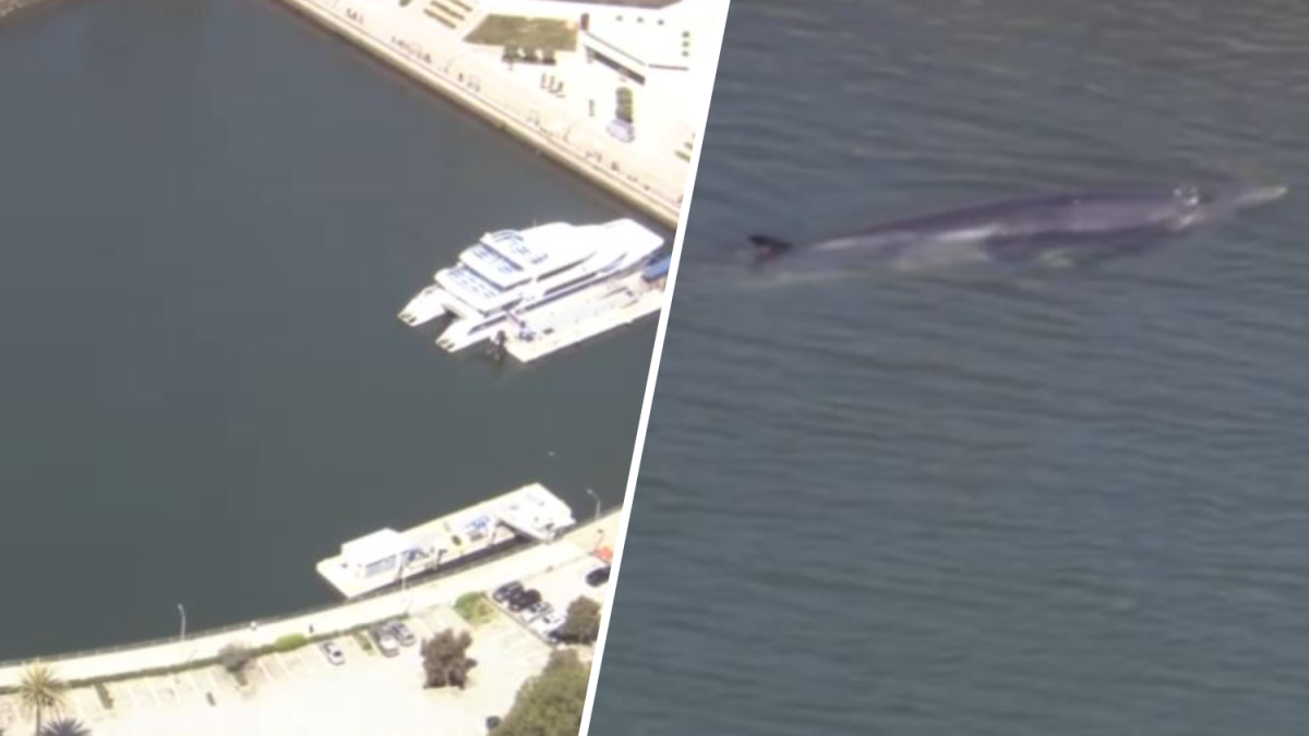 Whale enters harbor waters in Long Beach – NBC Los Angeles