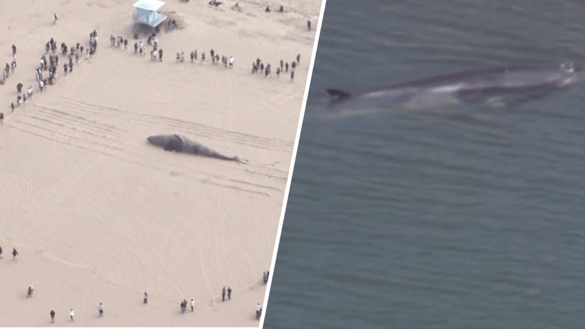 What killed 2 whales in Long Beach, Huntington Beach? – NBC Los Angeles