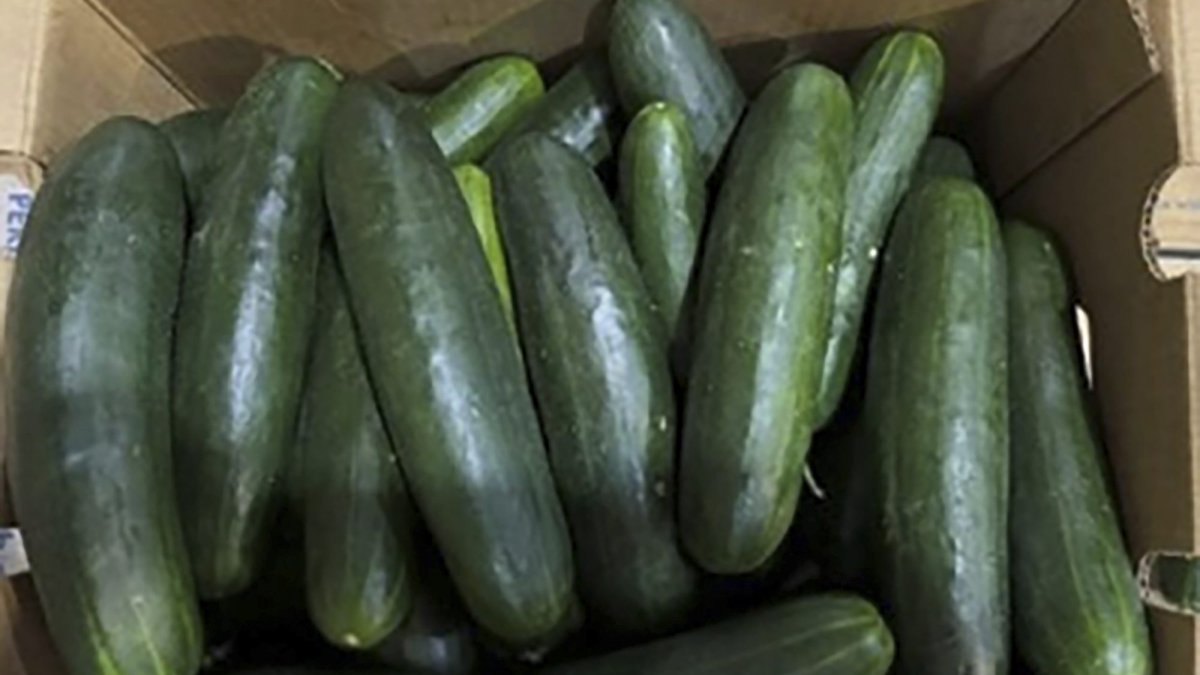 Dozens sickened in expanding salmonella outbreak linked to cucumbers ...