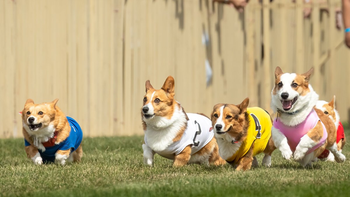 Spunky pups will trot for top honors and treats at the ‘Summer Corgi Nationals’ – NBC Los Angeles