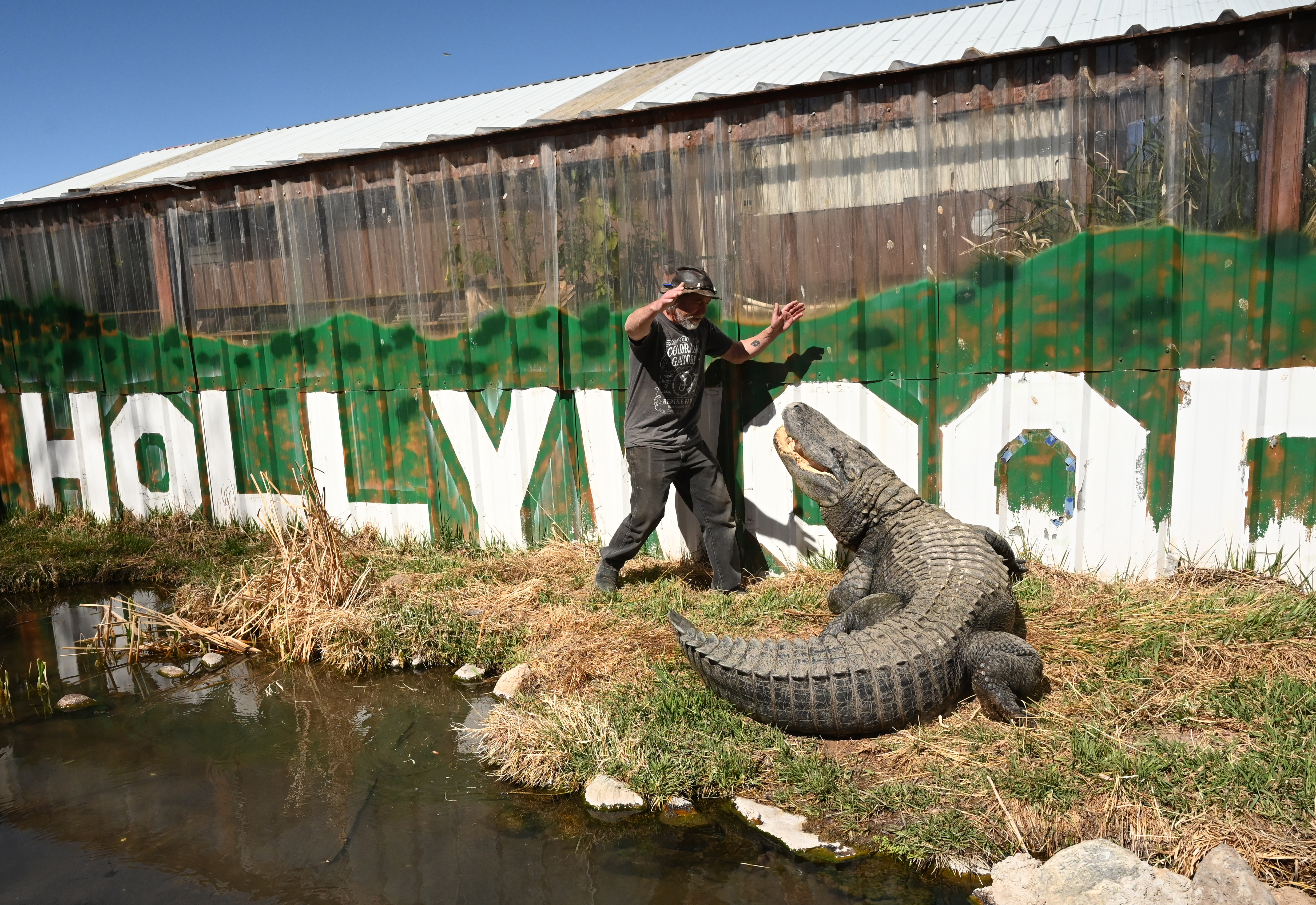 Alligator that starred in ‘Happy Gilmore’ dies in Colorado – NBC Los ...
