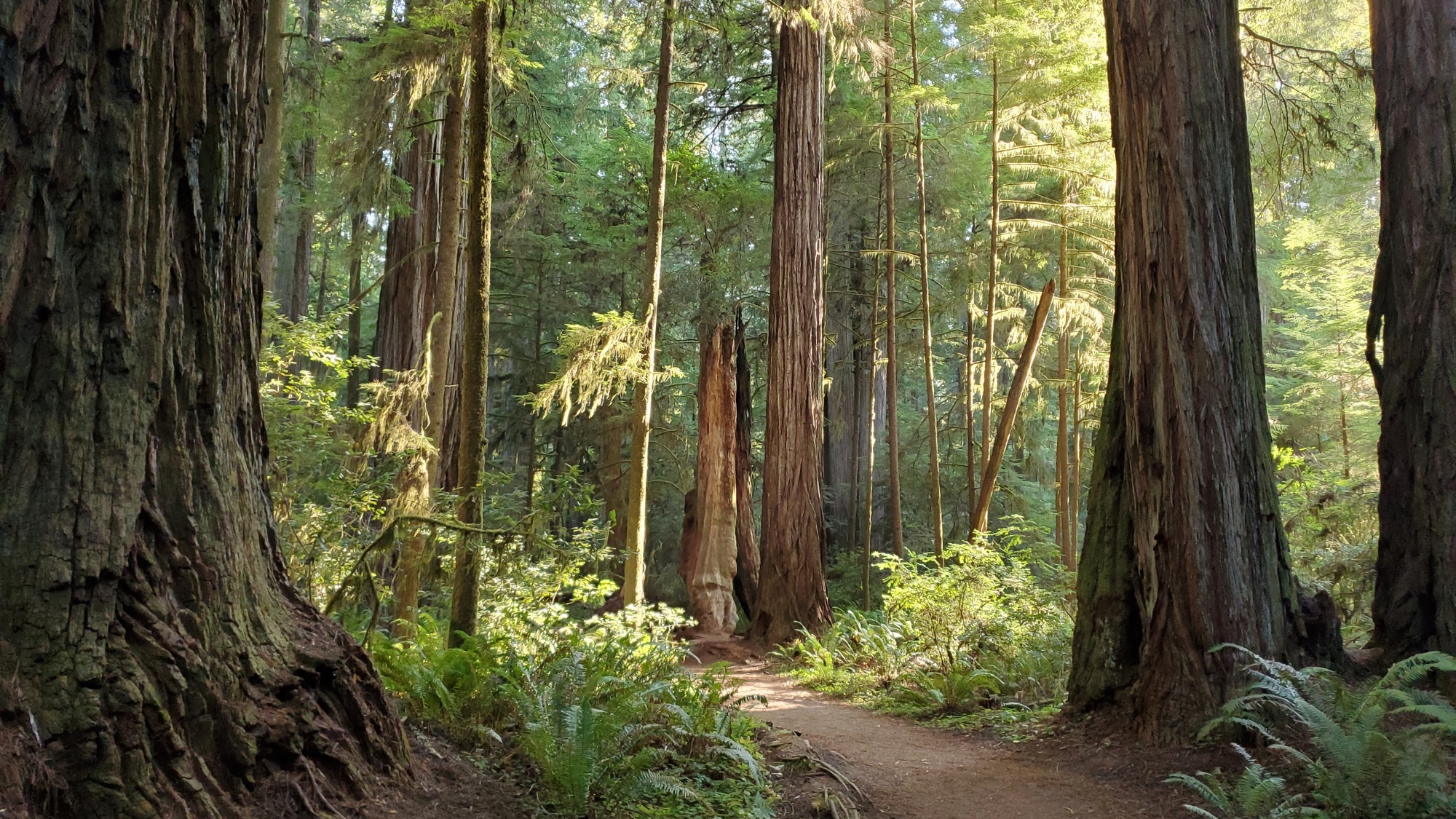 Meet me on Endor: The ‘Forest Moon Festival’ visits the redwoods of ...