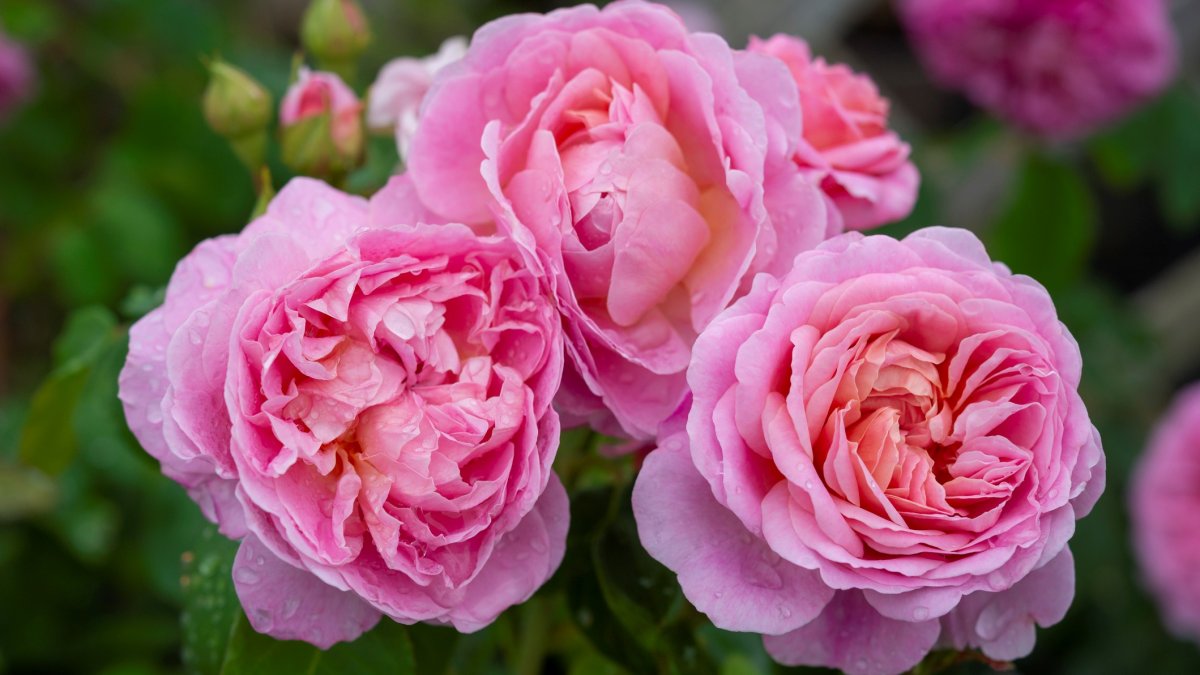 Roses are lush at The Huntington, but hot days coming (so admire them ...