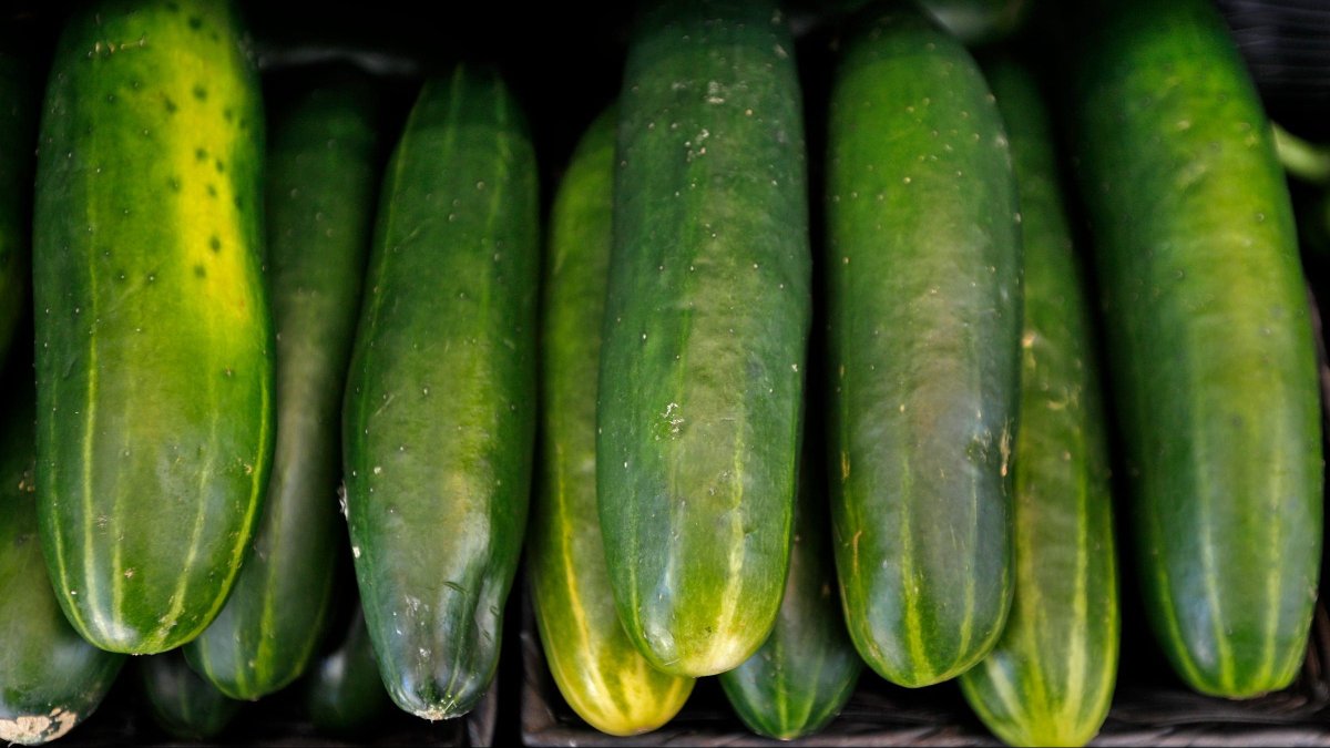 FDA recalls cucumbers due to multistate Salmonella outbreak sickening ...