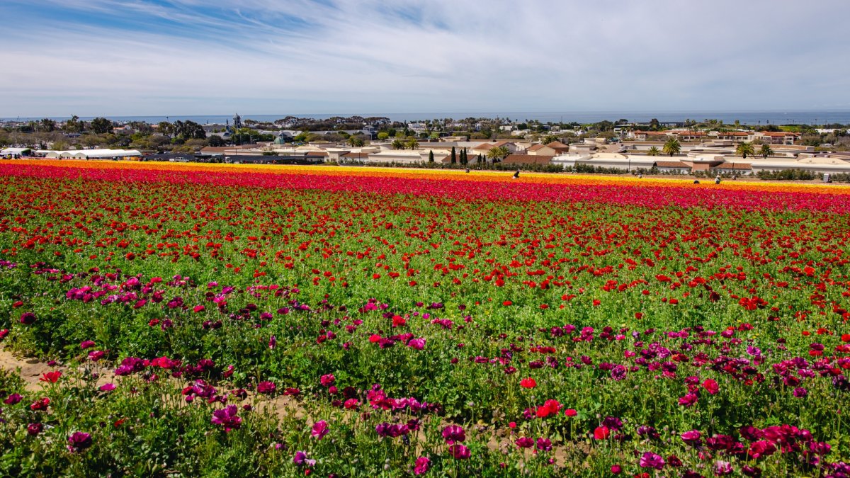 Thirty acres are still abloom, so The Flower Fields will stay open ...