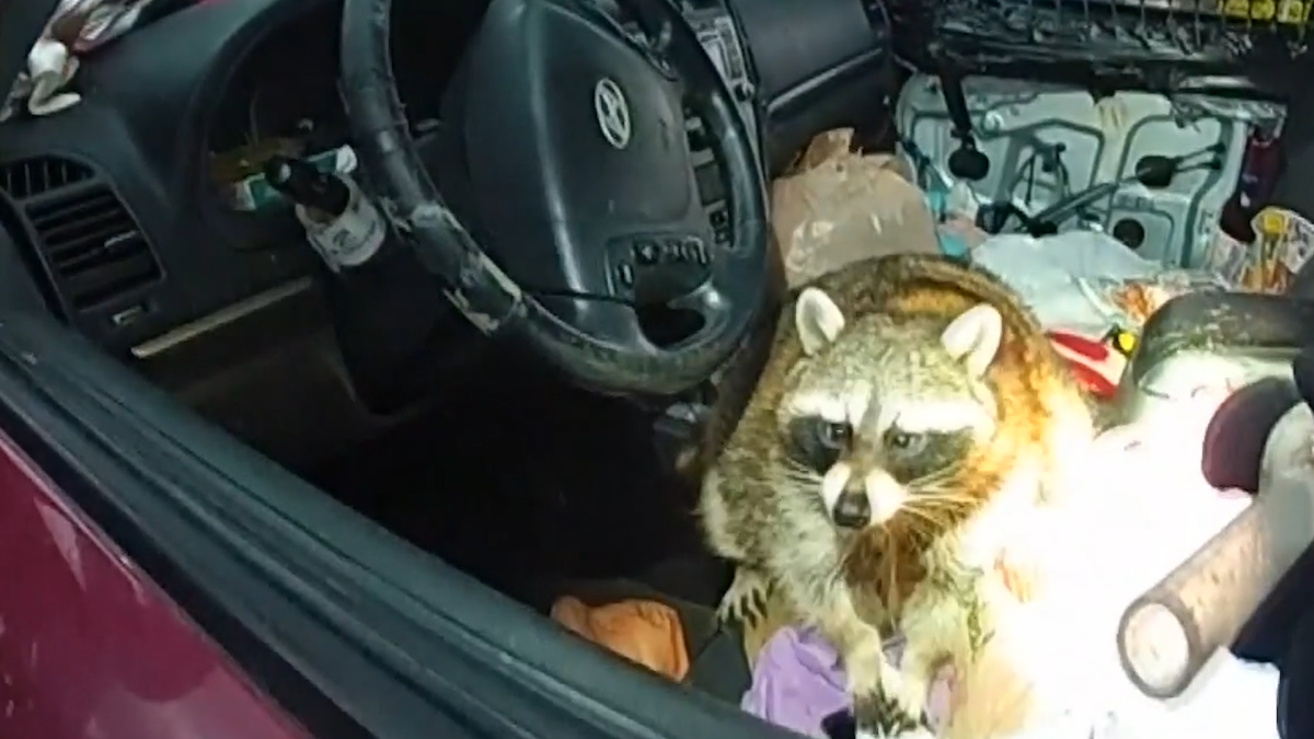 Ohio police find raccoon holding meth pipe after traffic stop – NBC Los ...