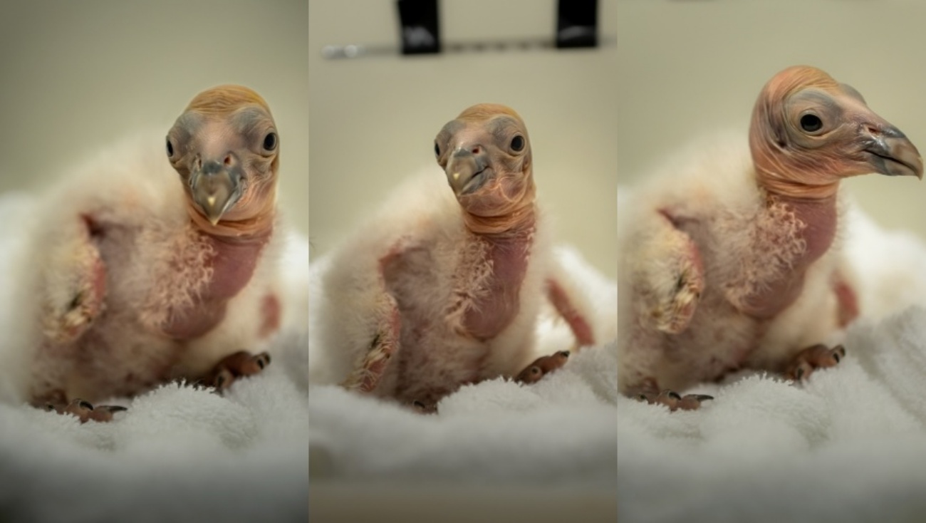 A fuzzy flock of condor chicks has hatched at LA Zoo – NBC Los Angeles