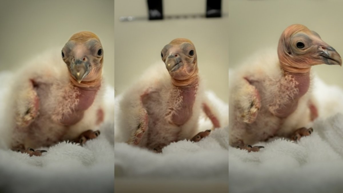 andean condor chicks