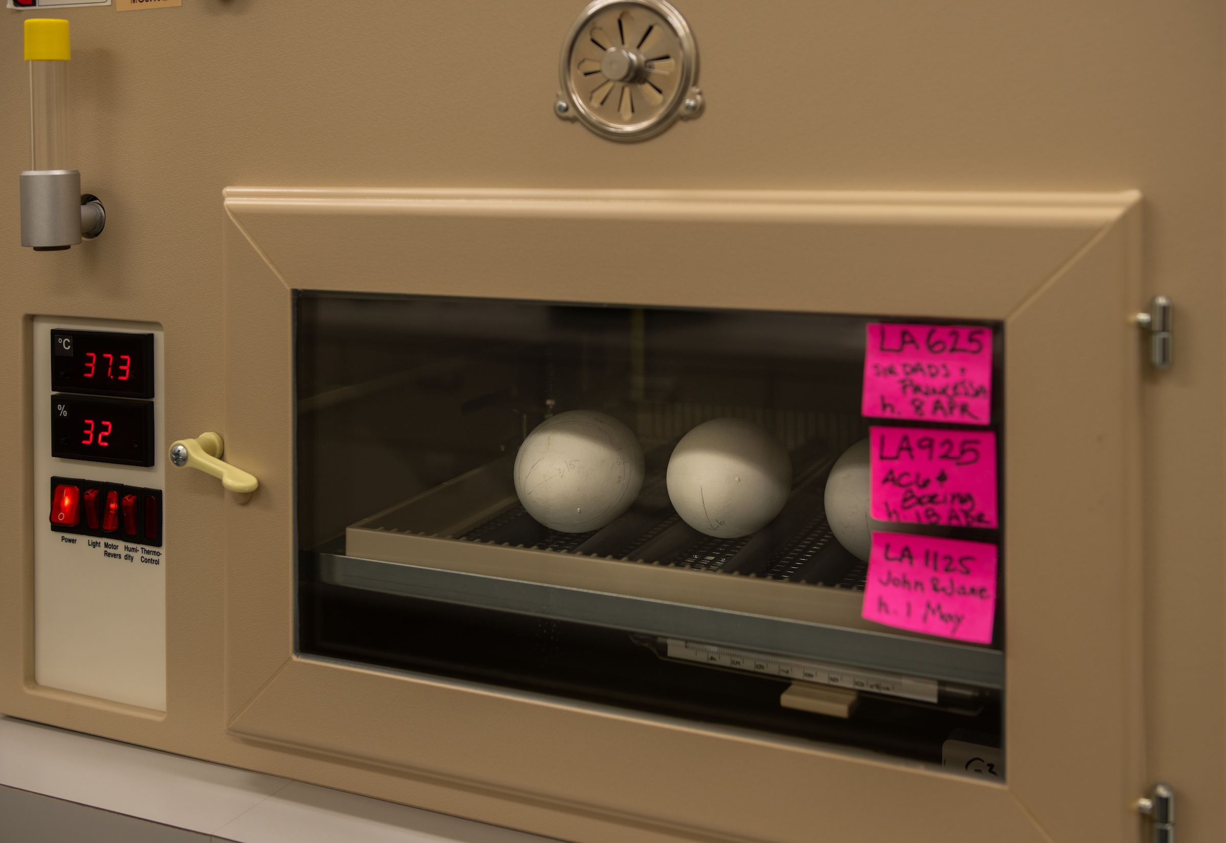 A fuzzy flock of condor chicks has hatched at LA Zoo – NBC Los Angeles