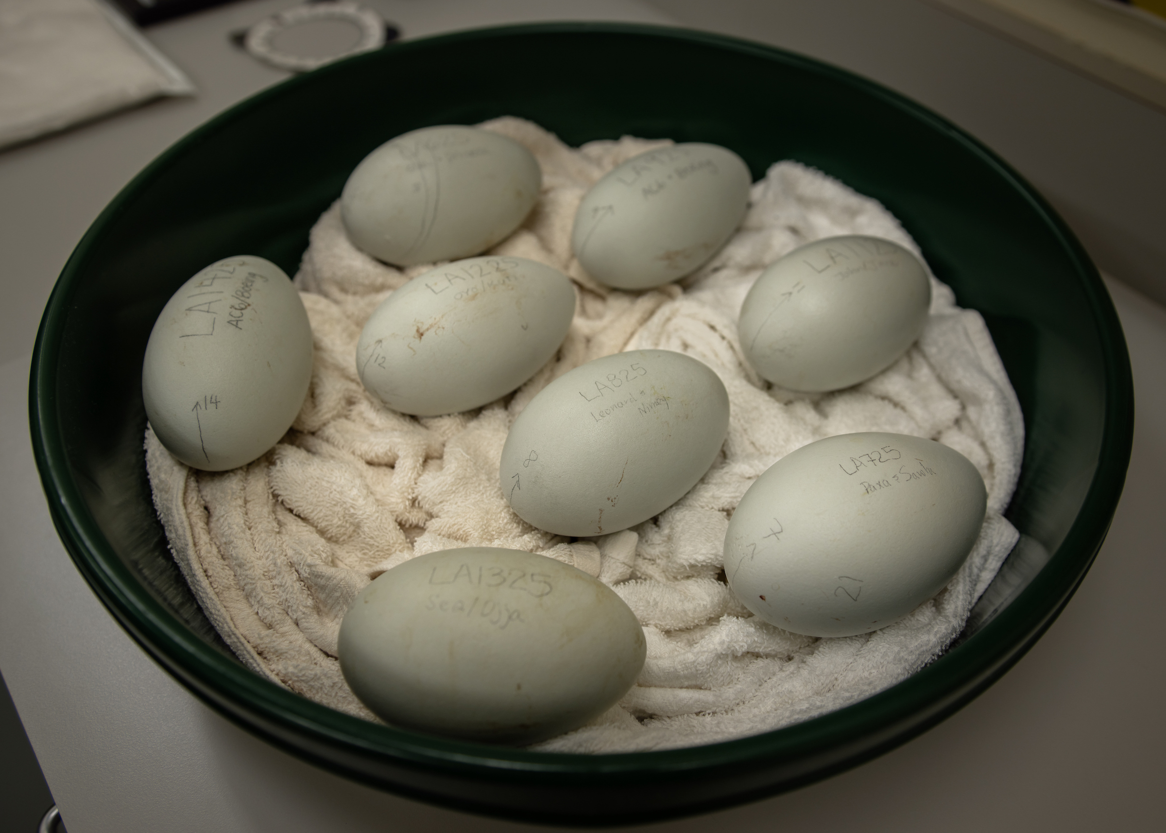 A fuzzy flock of condor chicks has hatched at LA Zoo – NBC Los Angeles
