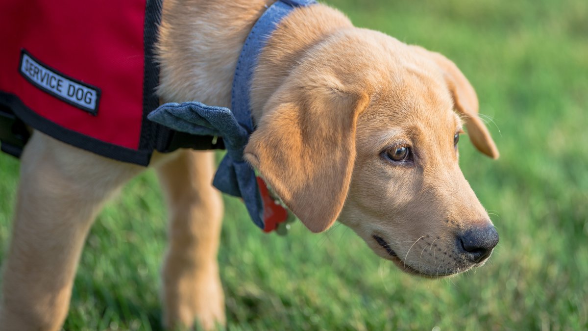 Guide Dogs of America to host community open house with service dog ...
