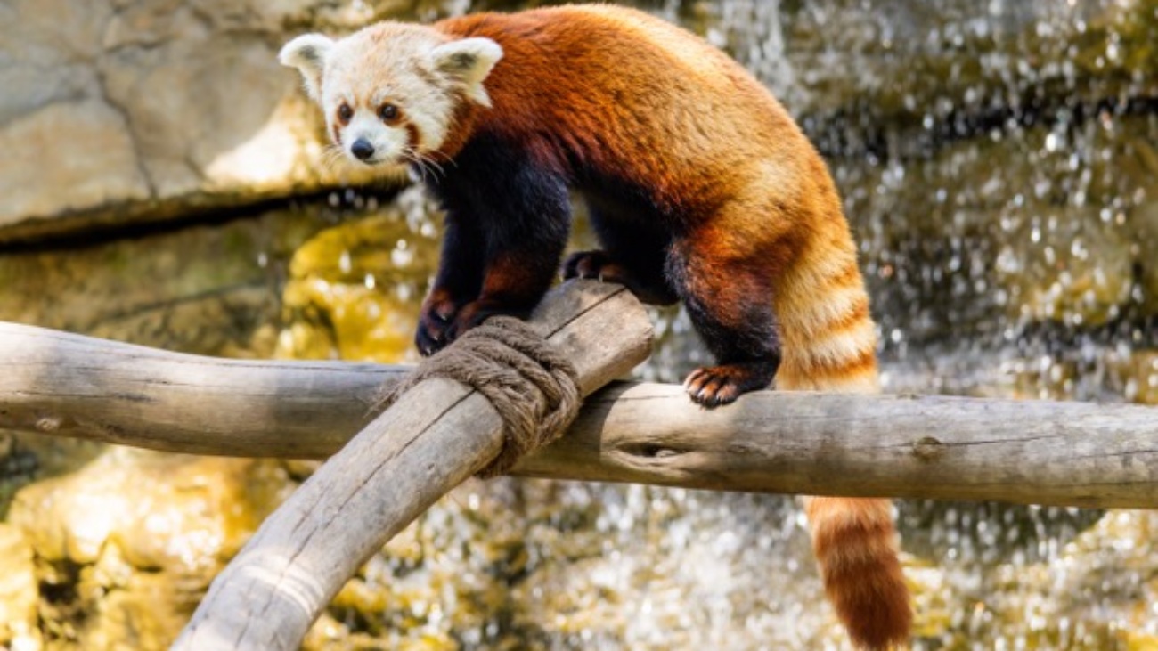 Ruby the Red Panda is on adorable view at the Santa Barbara Zoo – NBC ...