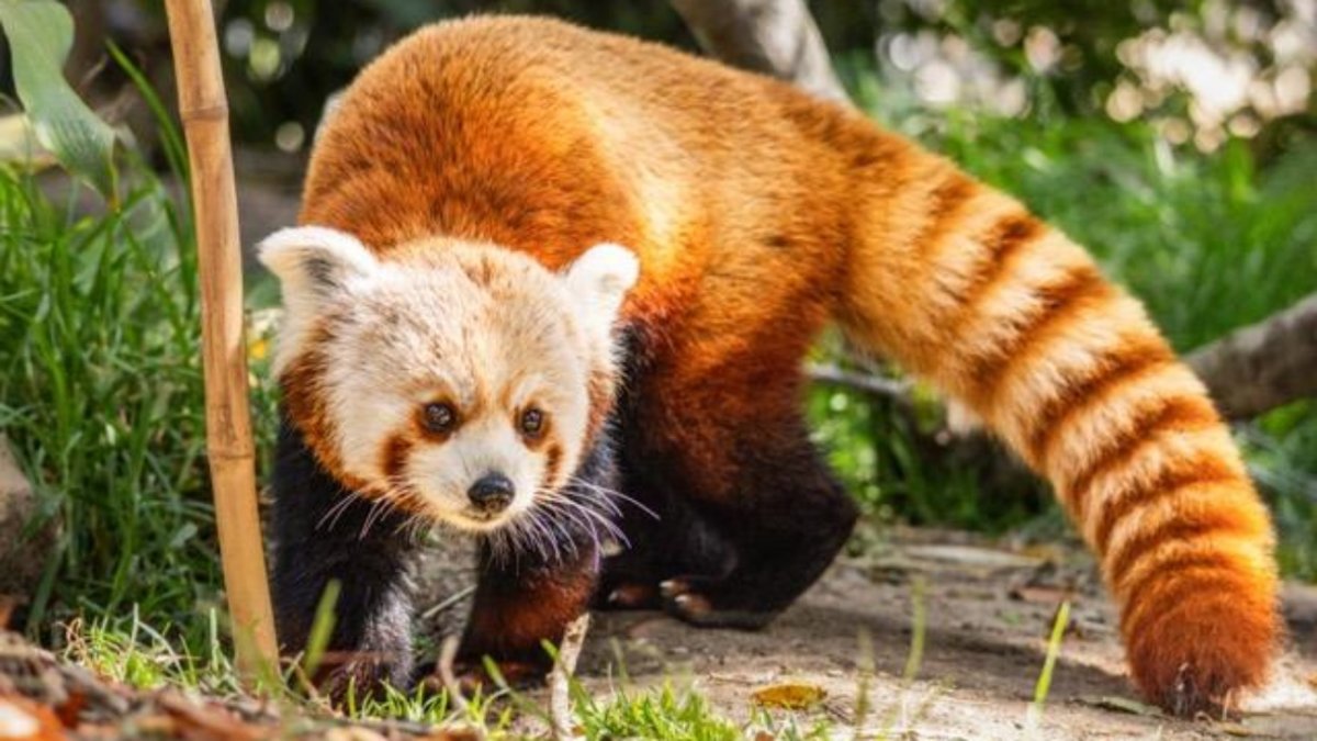 Ruby the Red Panda is on adorable view at the Santa Barbara Zoo – NBC ...