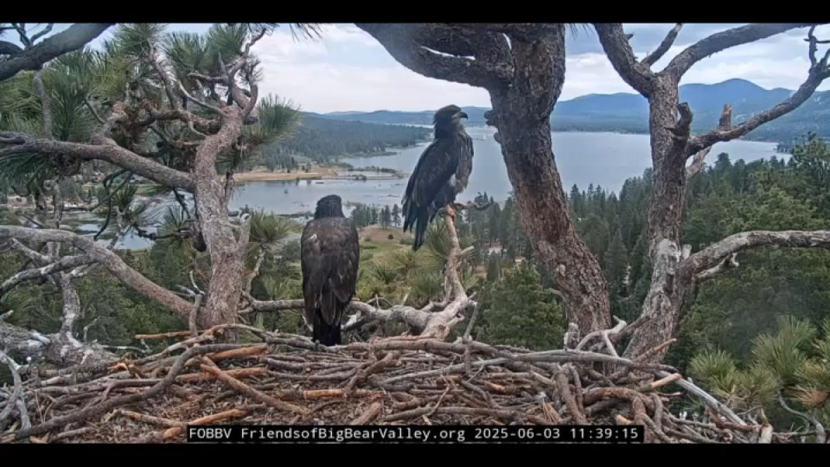 Big Bear eaglet update: Sunny returns home from her first flight – NBC ...